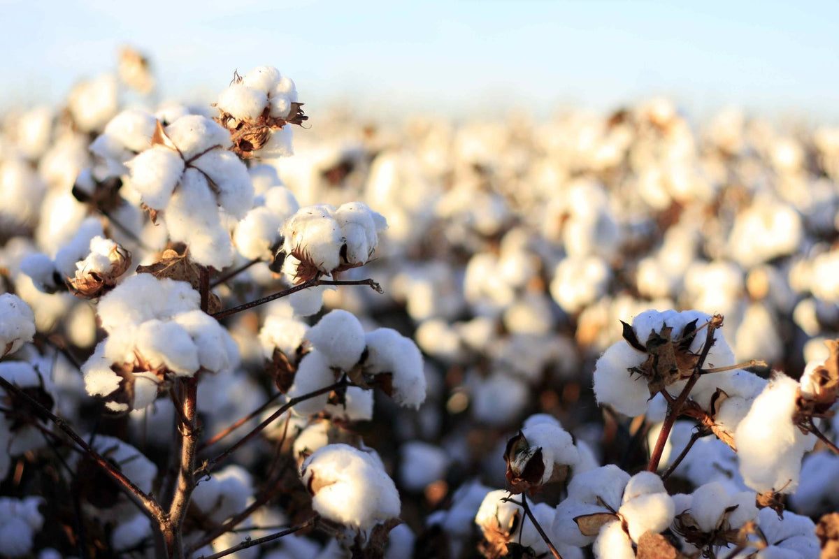 The 5 Types of Cotton Everyone Should Know About – Allmade